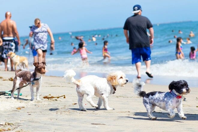 Rosie's Dog Beach