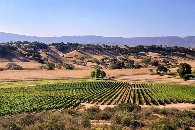 rusack vineyards
