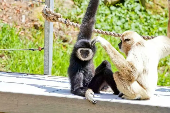 santa barbara zoo