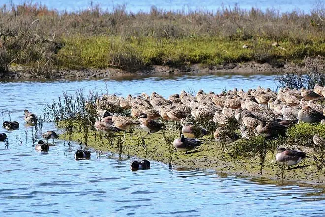 upper newport bay nature preserve