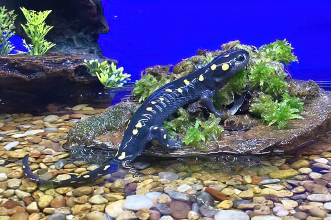 appalachian rivers aquarium