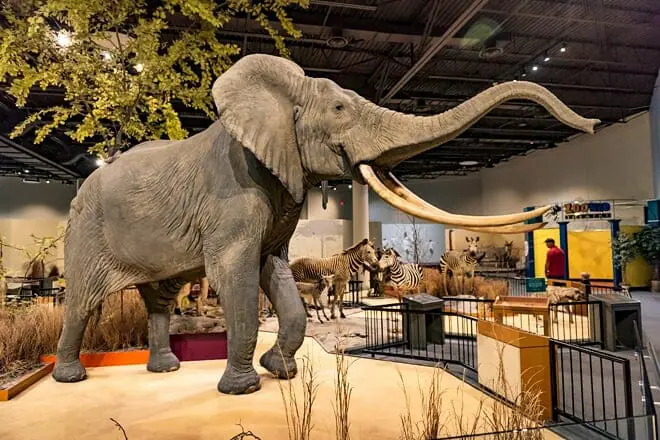 delbridge museum of natural history