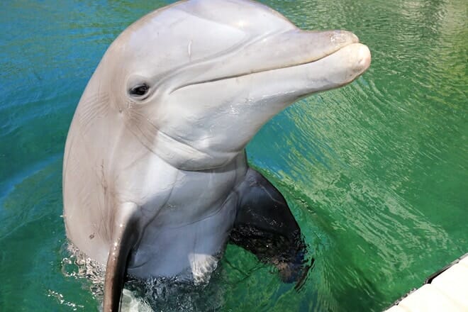 dolphin quest