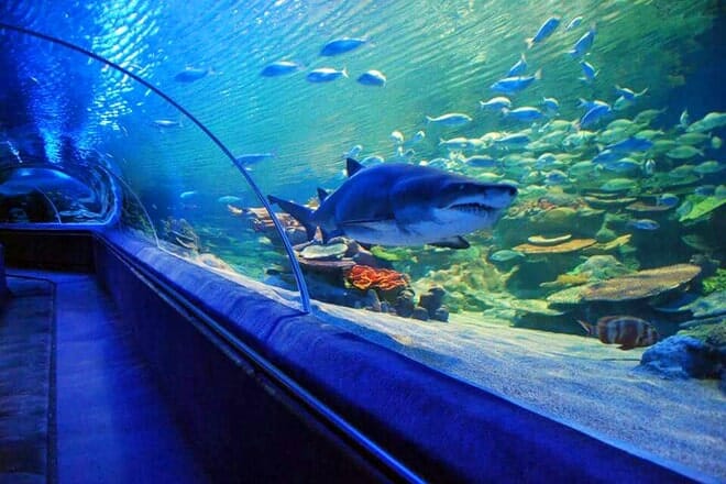 greater cleveland aquarium