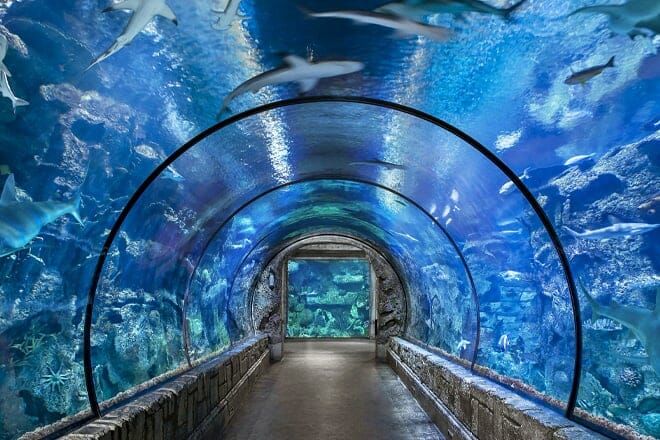 mandalay bay shark reef aquarium