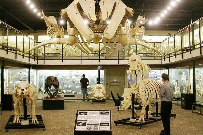 museum of osteology