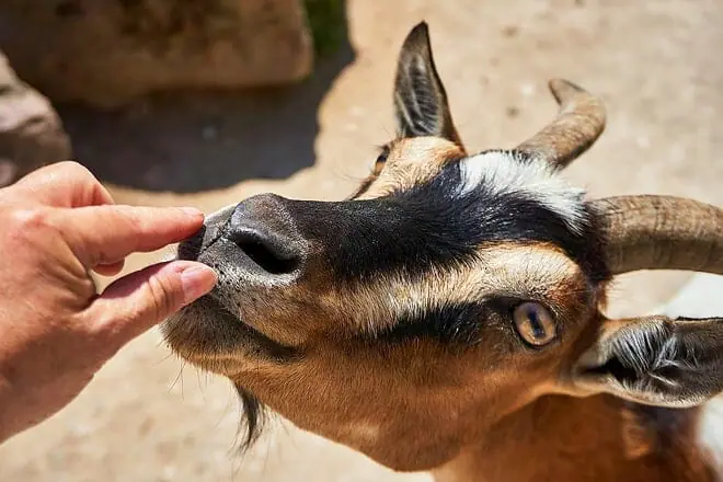petting zoo ocala