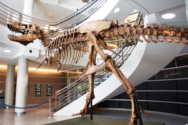 uc berkeley's museum of paleontology