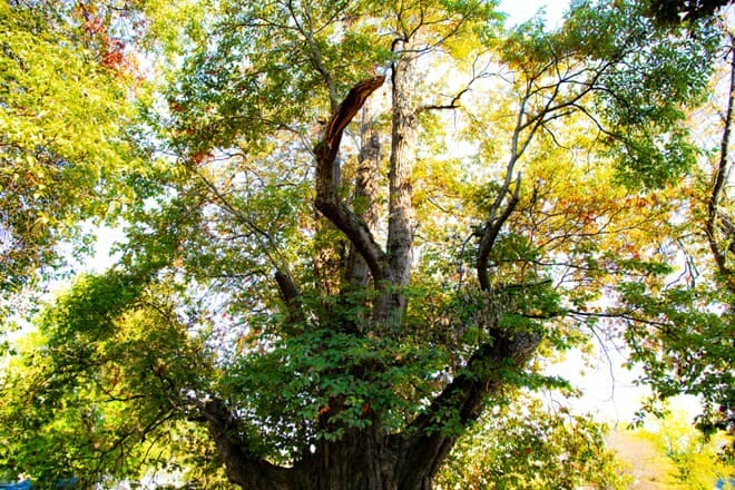world's largest sassafras tree