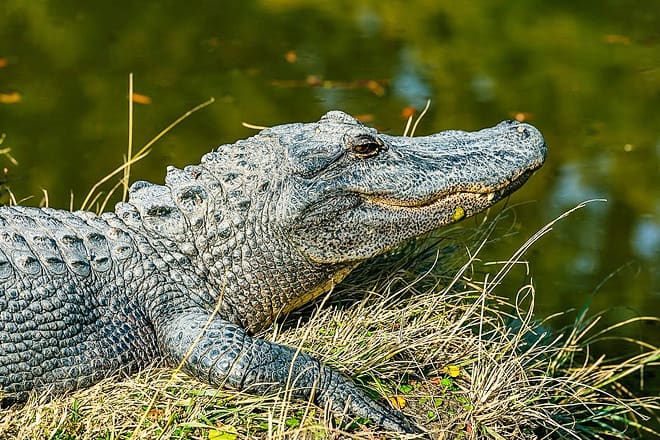 alligator adventure — north myrtle beach