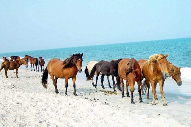 assateague island national seashore — berlin