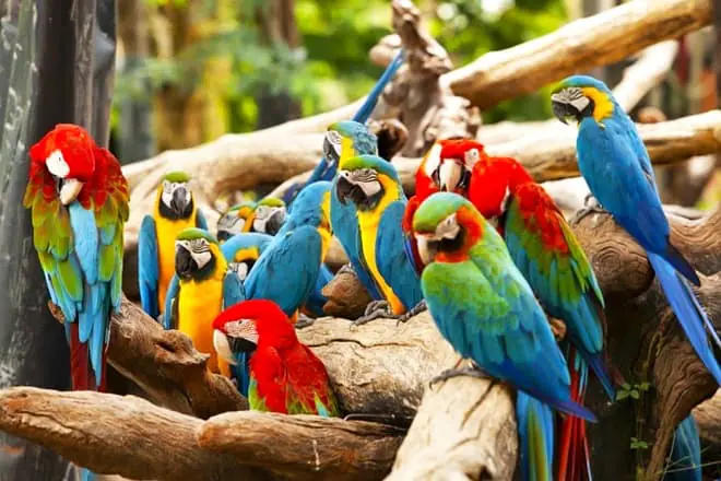 bird kingdom