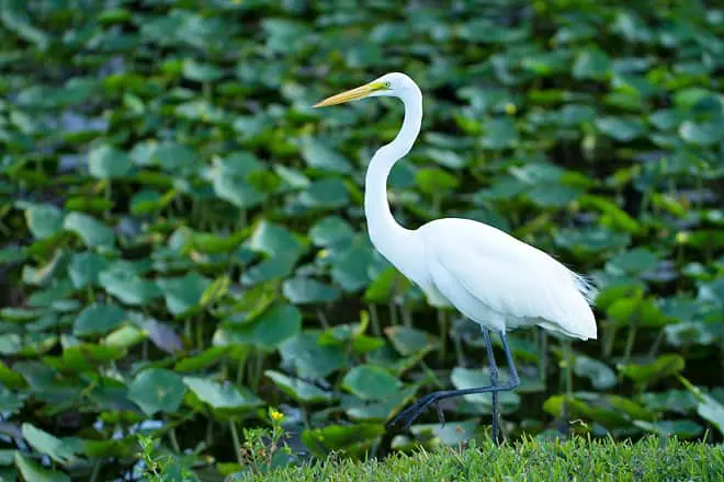 everglades national park