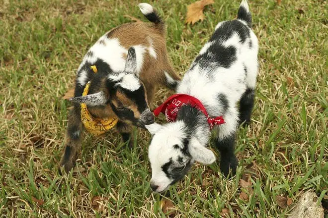 fifth day farm