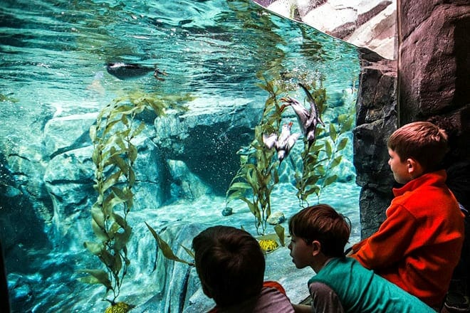 georgia aquarium — atlanta