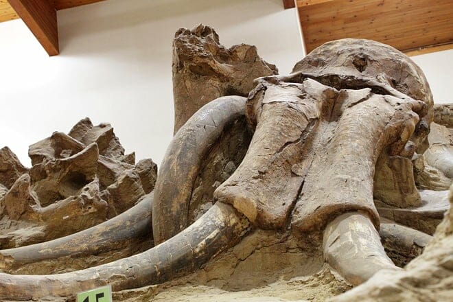 mammoth site — hot springs