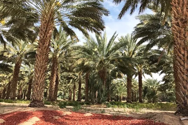 martha’s gardens medjool date farm