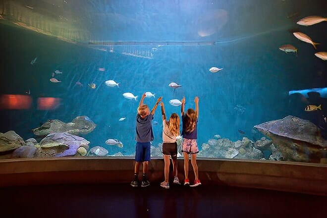 national mississippi river museum and aquarium — dubuque