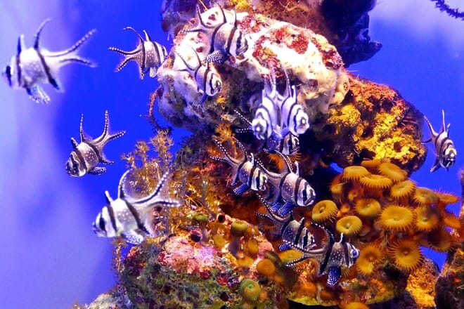 oklahoma aquarium