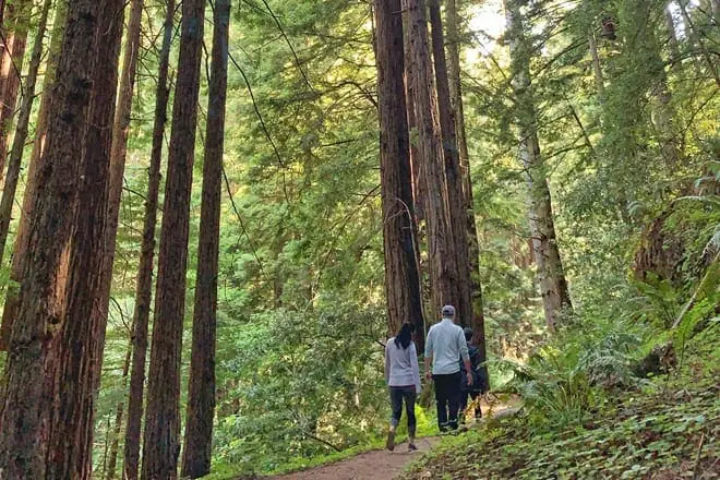 purisima creek redwoods