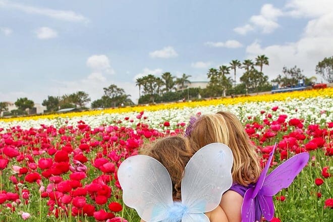 the flower fields at carlsbad ranch