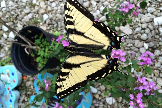 tom allen memorial butterfly garden