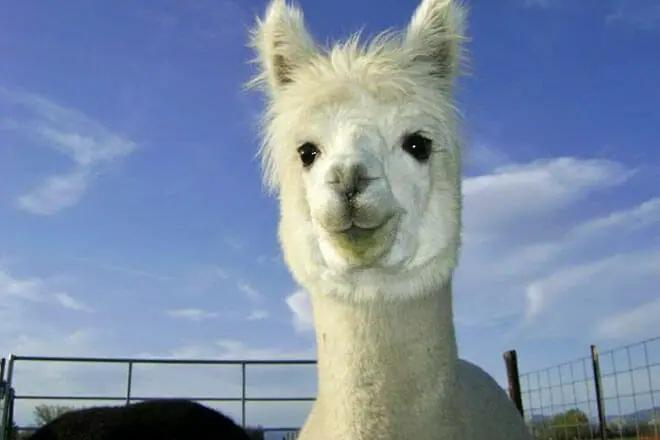 bookcliff alpacas