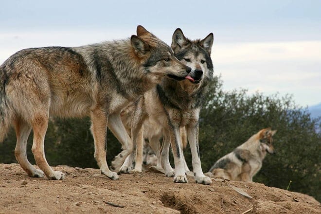 california wolf center