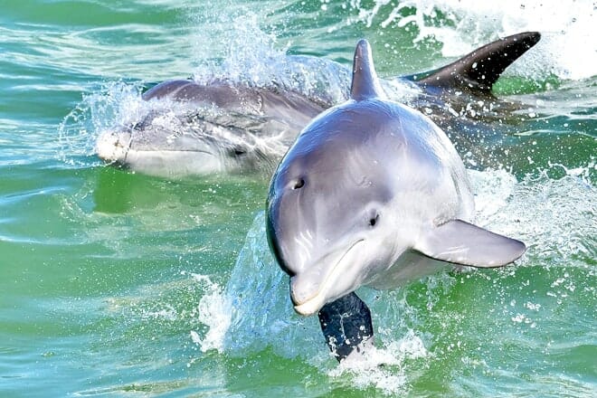 dolphin explorer