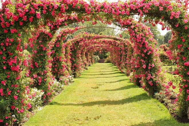 elizabeth park rose garden