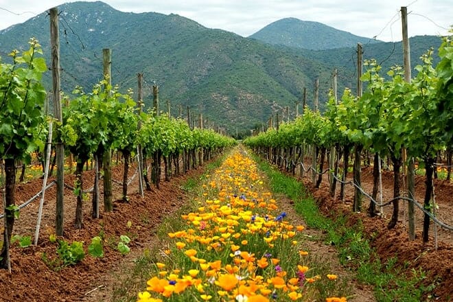 emiliana organic vineyards — valparaíso