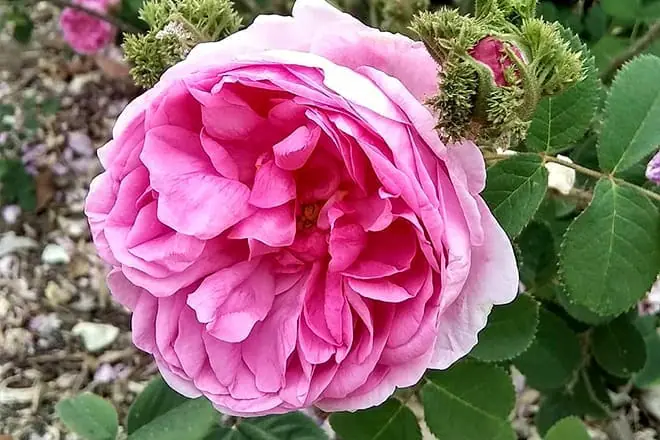 fullerton arboretum