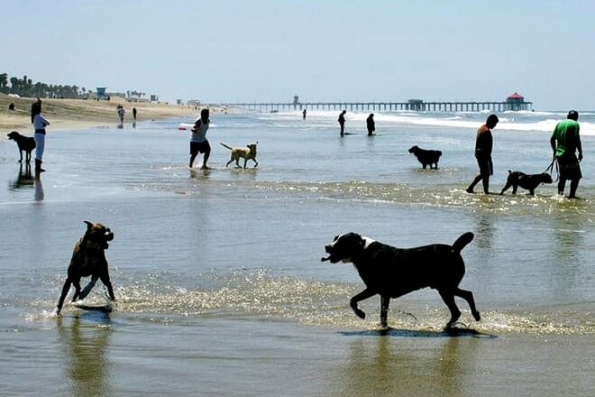huntington dog beach