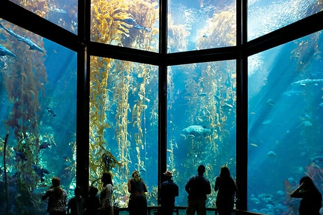 aquário da baía de monterey