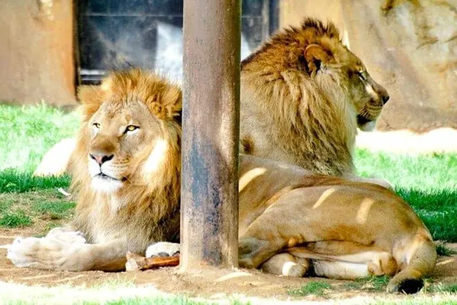 Montgomery Zoo