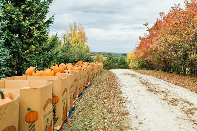 northwoods orchard