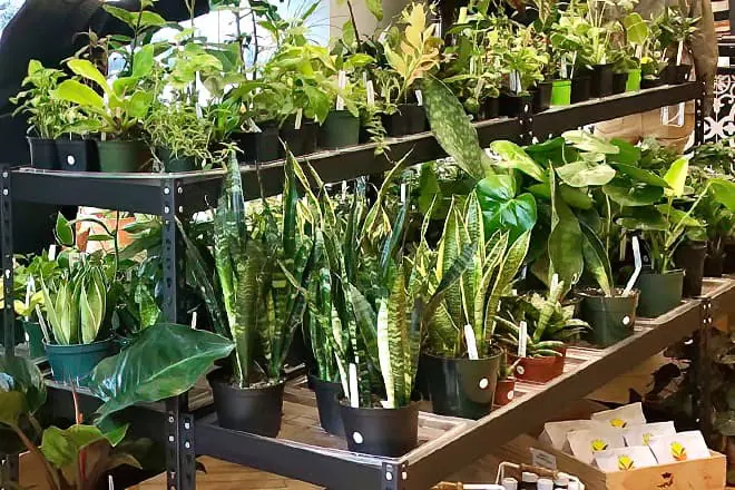 plantacea