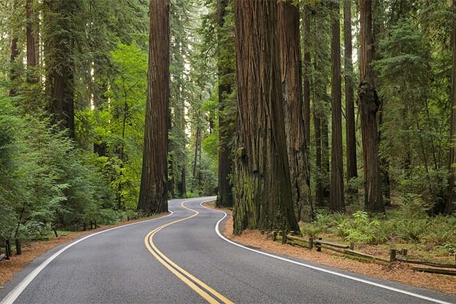 redwood highway