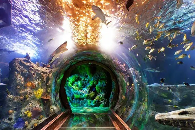 sea life grapevine aquarium