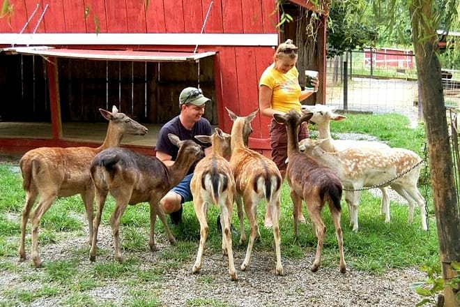 smoky mountain deer farm and exotic petting zoo