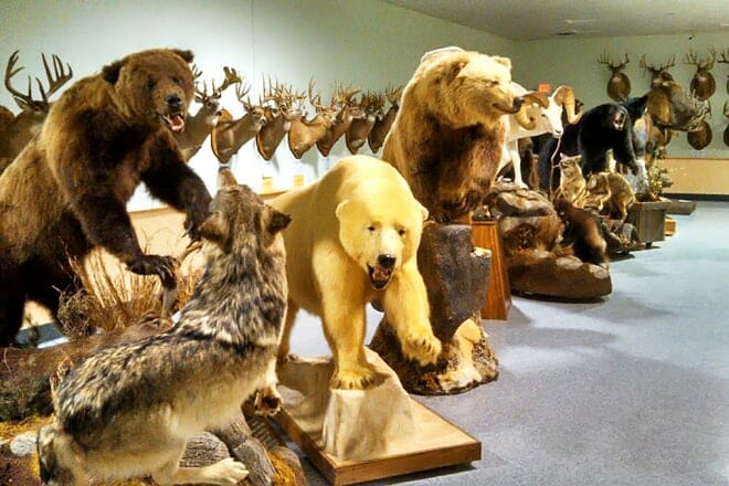 the wildlife sports and educational museum