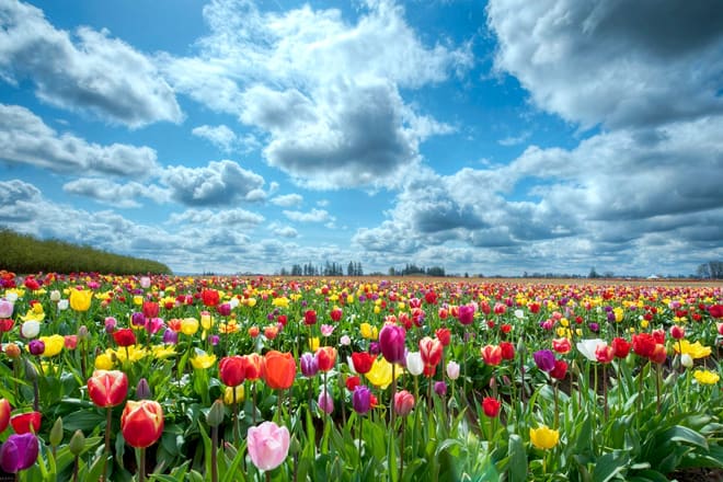 veldheer tulip garden