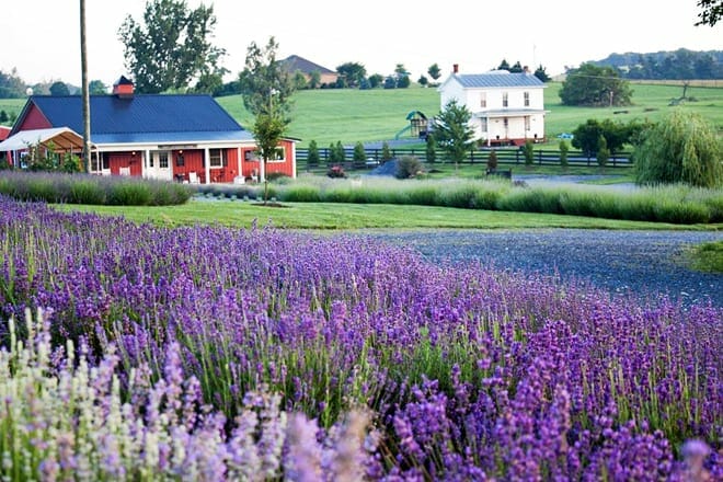 white oak lavender farm & the purple wolf vineyard