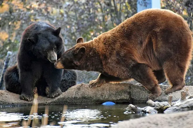 zooamerica