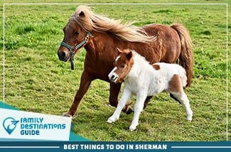best things to do in sherman