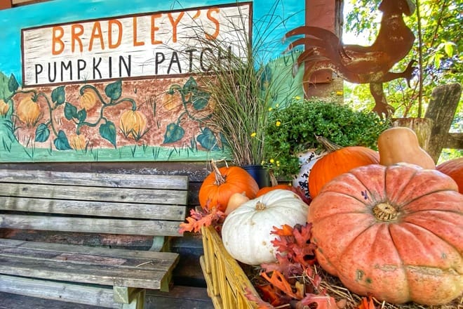 bradley's pumpkin patch