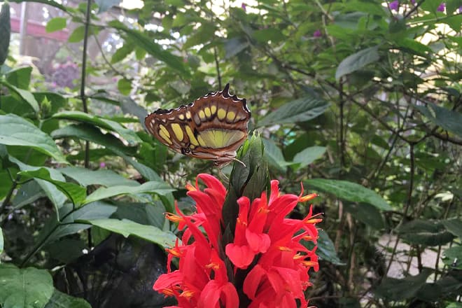butterfly haven — el valle de antón
