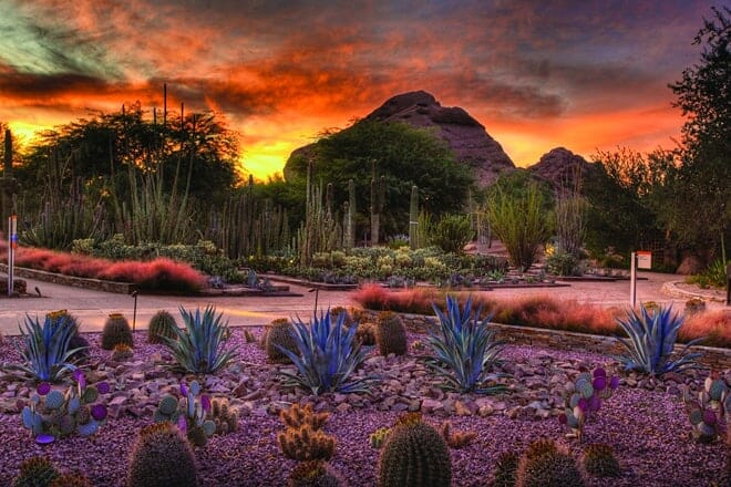Jardín Botánico del Desierto - Phoenix