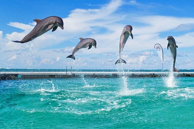dolphin island park