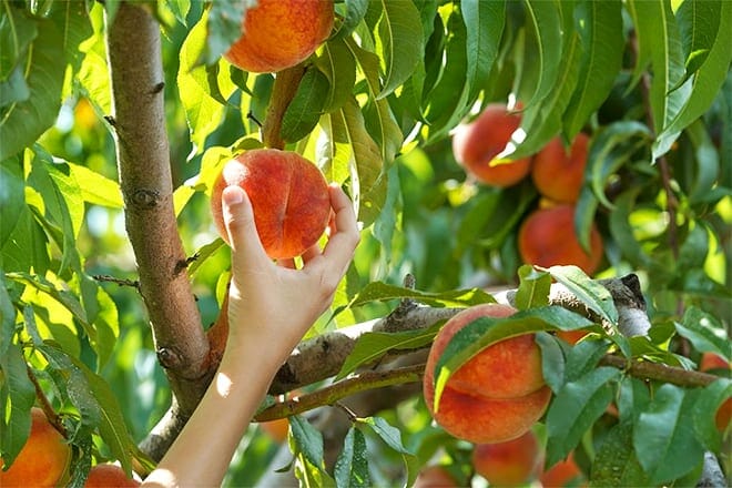 efurd orchards